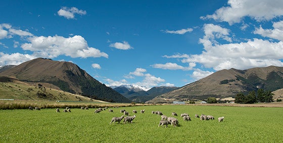 Rural Finance Agribusiness Banking | Rabobank NZ