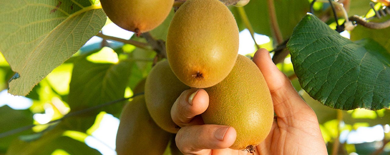 Short & Long Term Deposits | Rabobank NZ