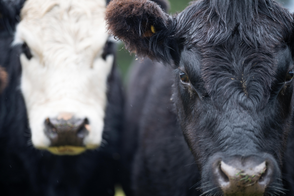 Rabobank New Zealand